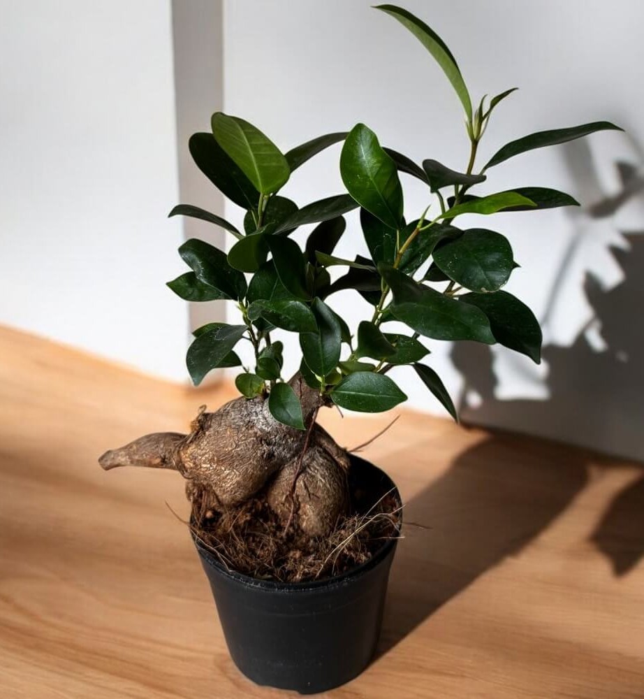 Plants :: Ficus microcarpa